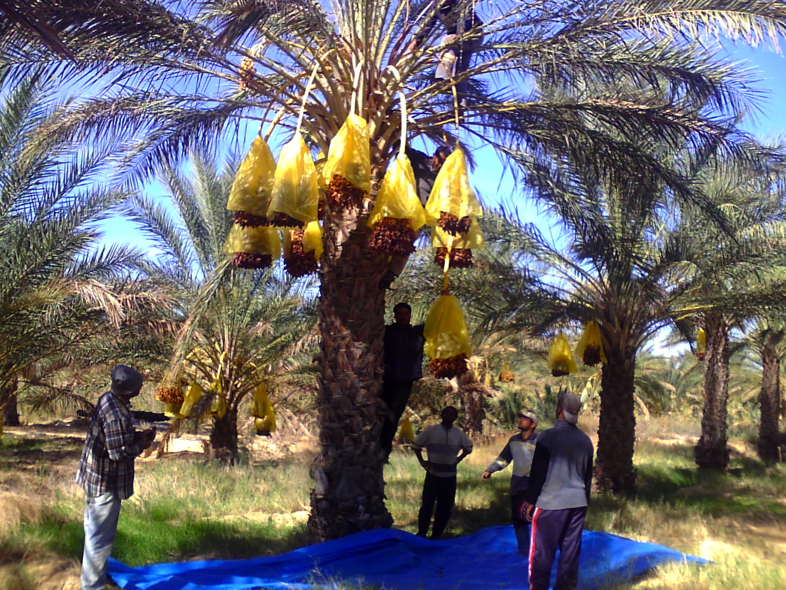 Datteri: tempo di raccolta.