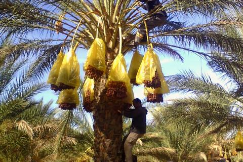 Datteri: tempo di raccolta.